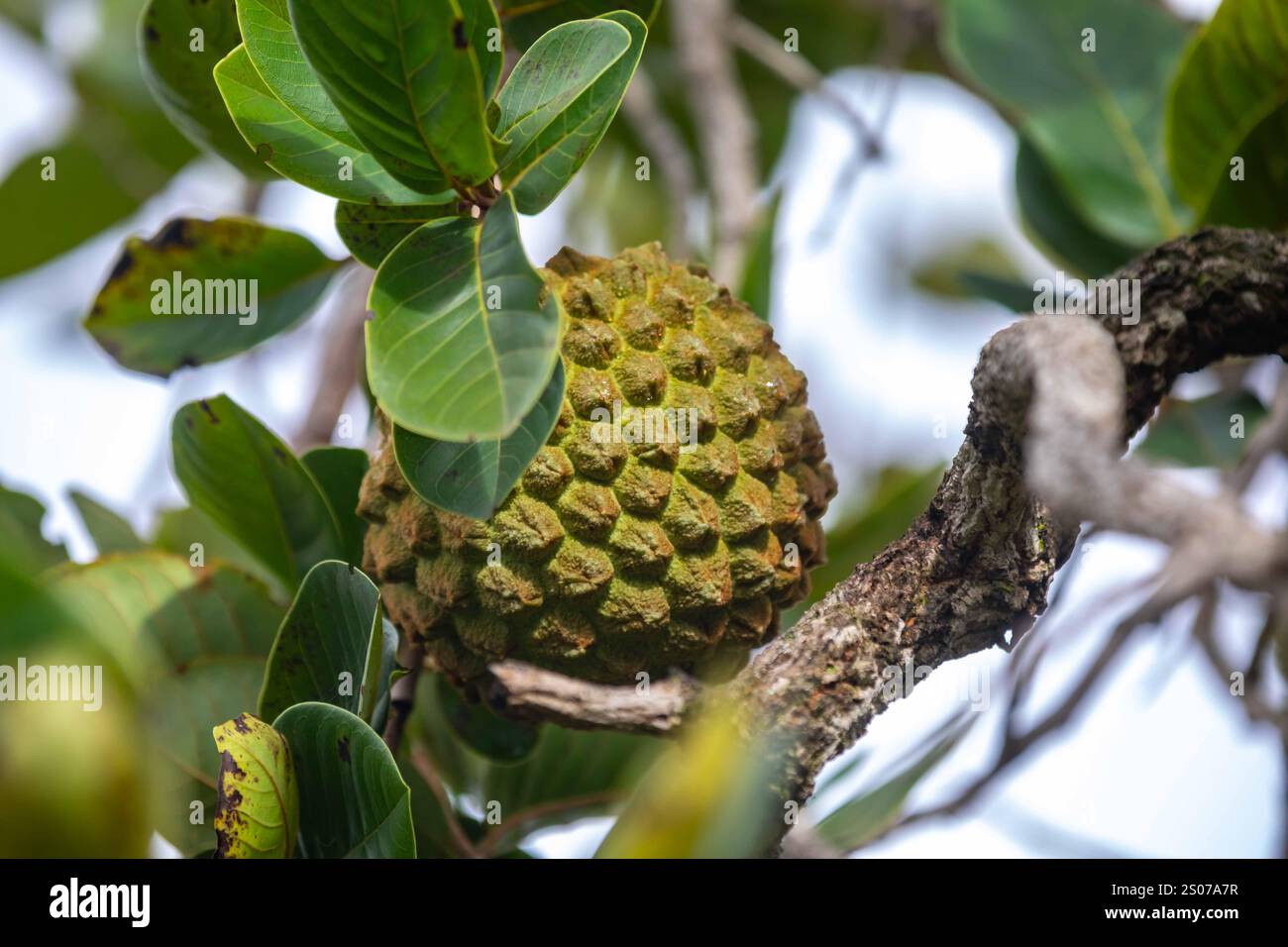 Marolo (Annona crassiflora), typical fruit of central Brazil, exotic ...