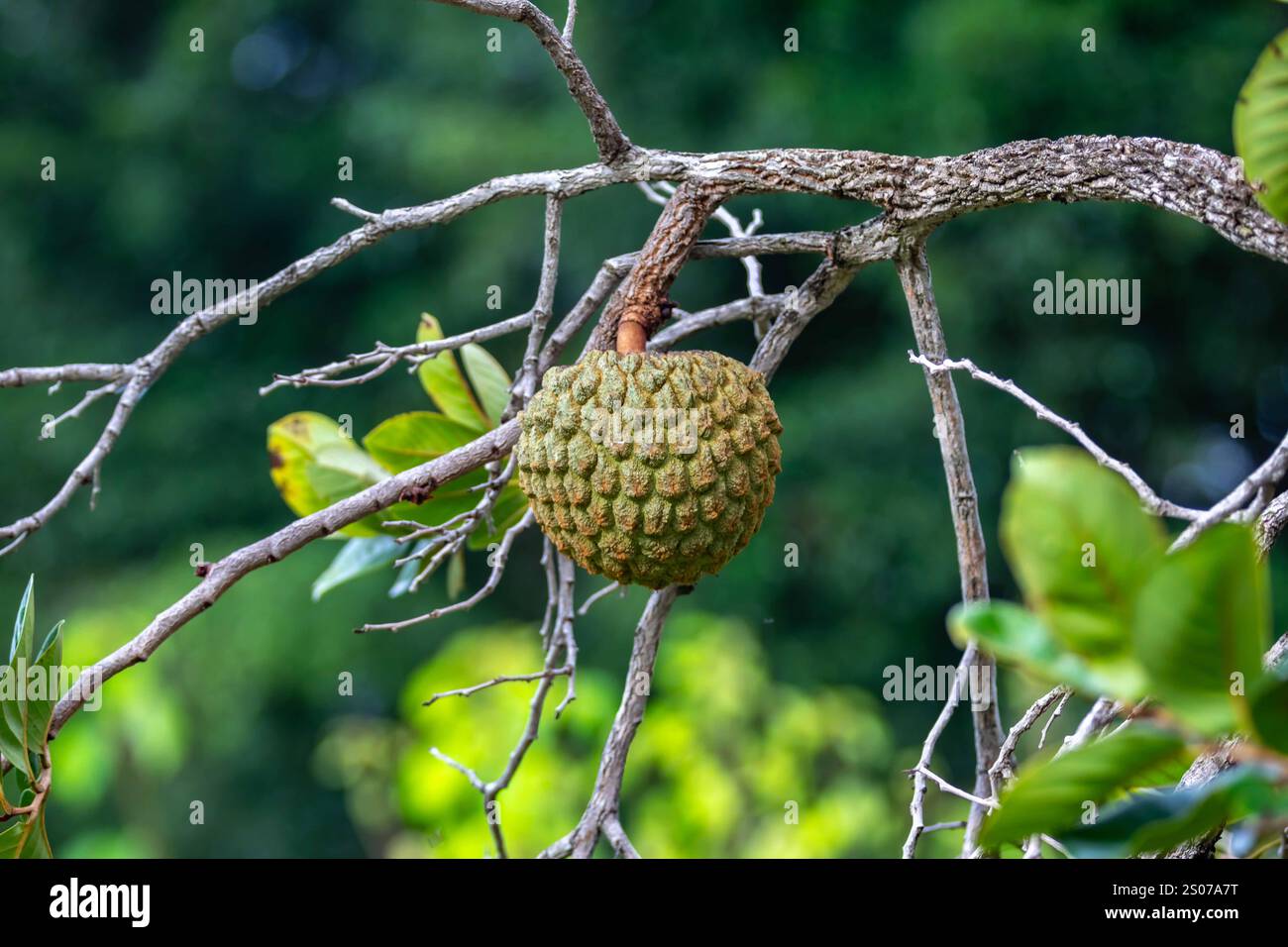 Marolo (Annona crassiflora), typical fruit of central Brazil, exotic ...
