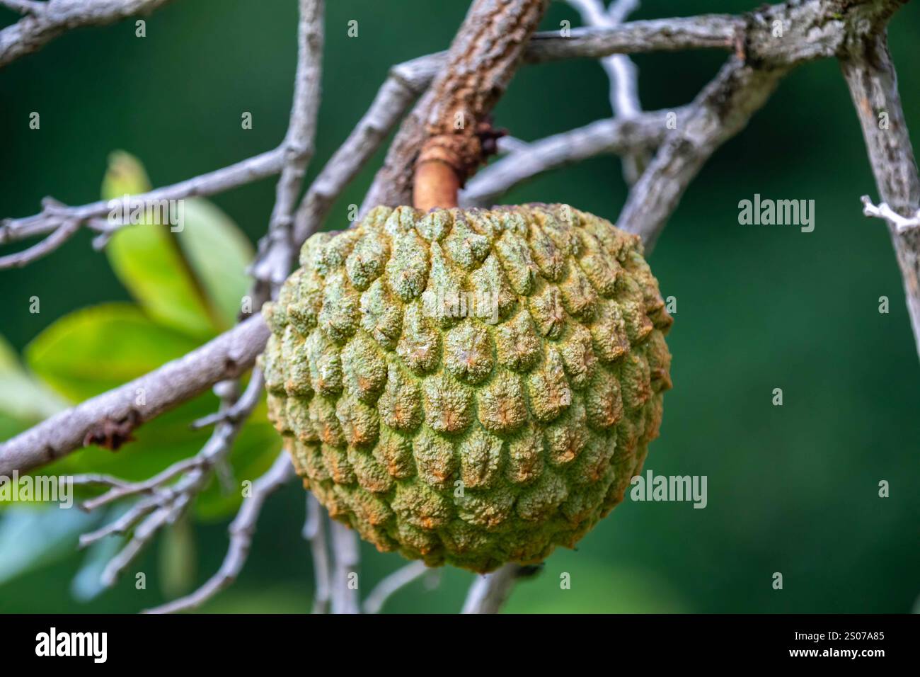 Marolo (Annona crassiflora), typical fruit of central Brazil, exotic ...