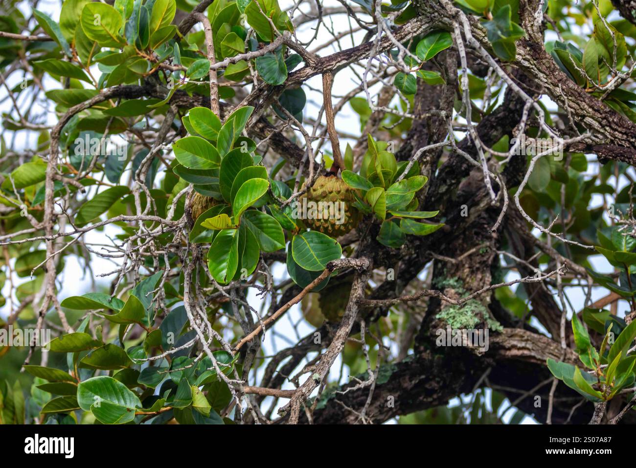Marolo (Annona crassiflora), typical fruit of central Brazil, exotic ...