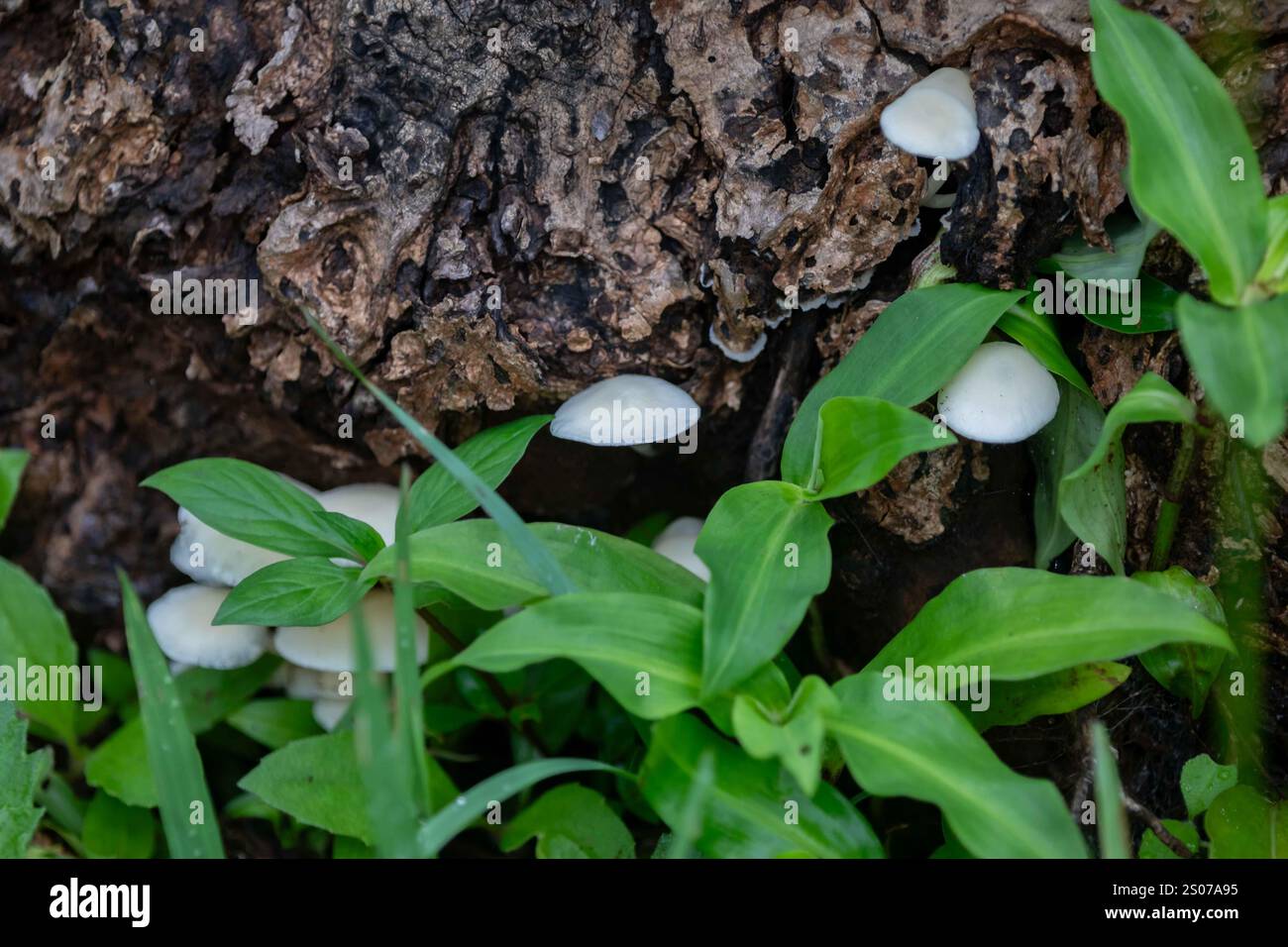 Wild mushroom growing in the Brazilian rainforest Stock Photo - Alamy