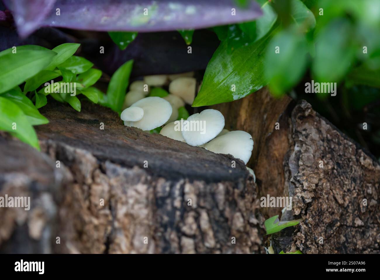 Wild mushroom growing in the Brazilian rainforest Stock Photo - Alamy