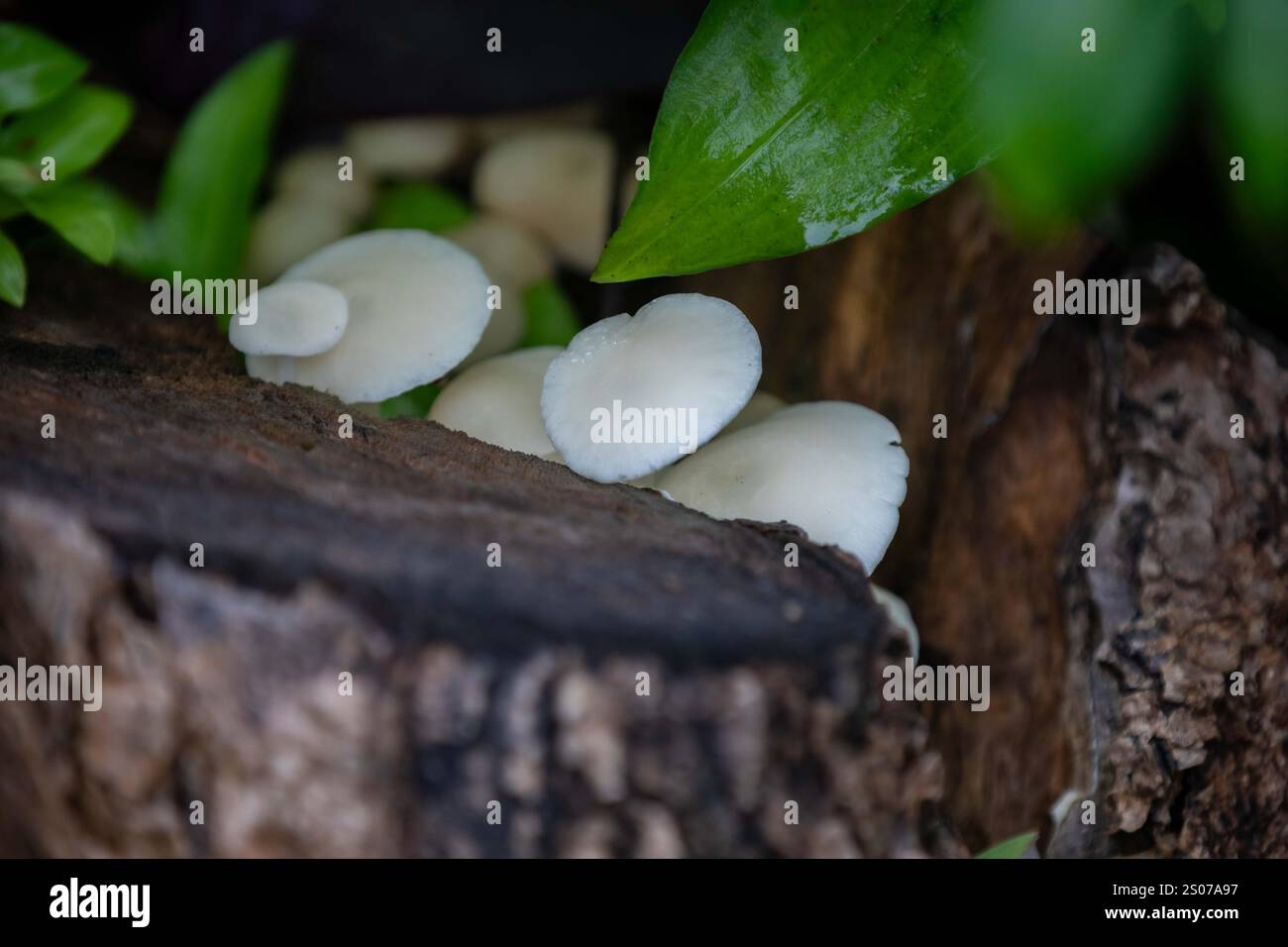 Wild mushroom growing in the Brazilian rainforest Stock Photo - Alamy