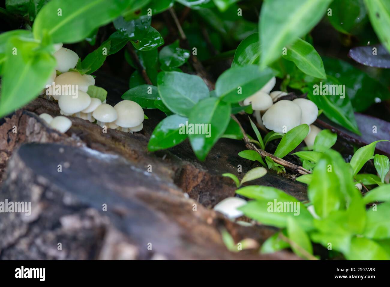 Wild mushroom growing in the Brazilian rainforest Stock Photo - Alamy