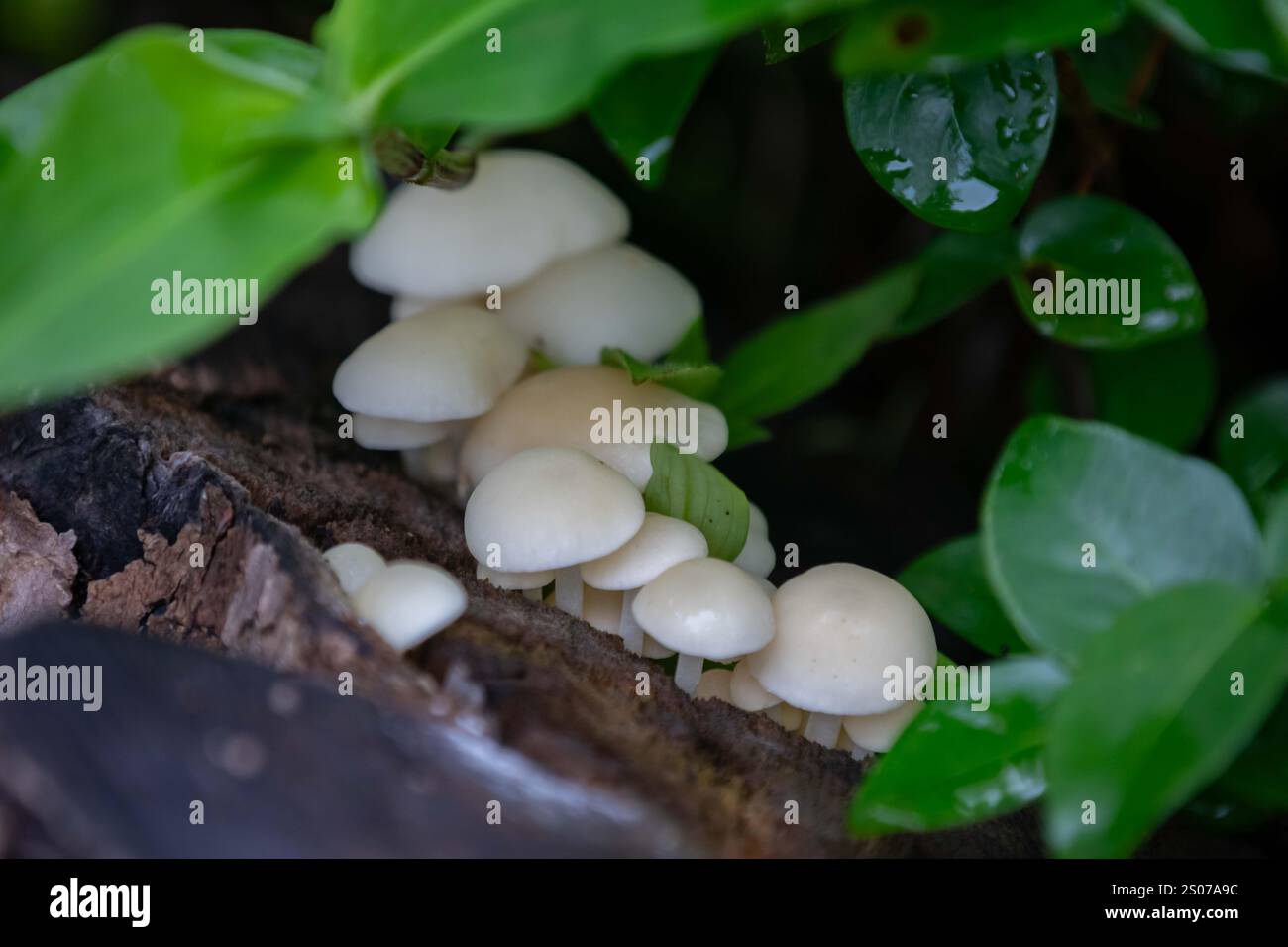 Wild mushroom growing in the Brazilian rainforest Stock Photo - Alamy