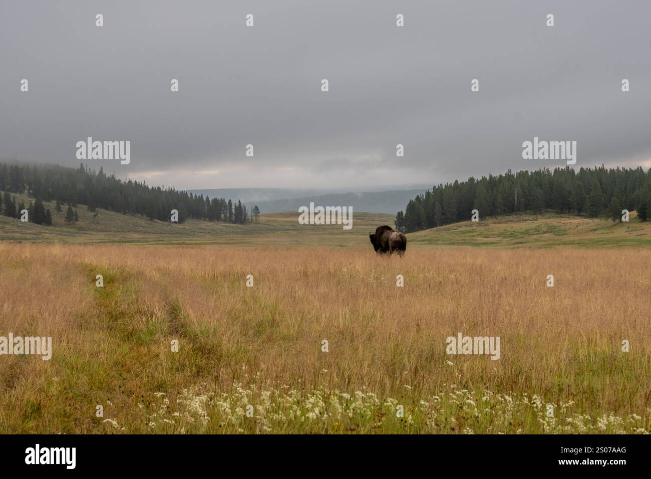 Single Bison Is The Only Animal In Wide Open Grassland in Yellowstone ...