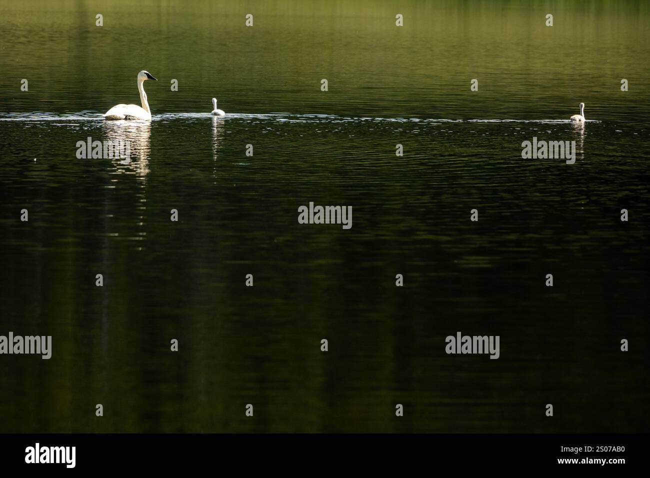 Swan And Cygnets Explore Grebe Lake In Yellowstone National Park Stock ...