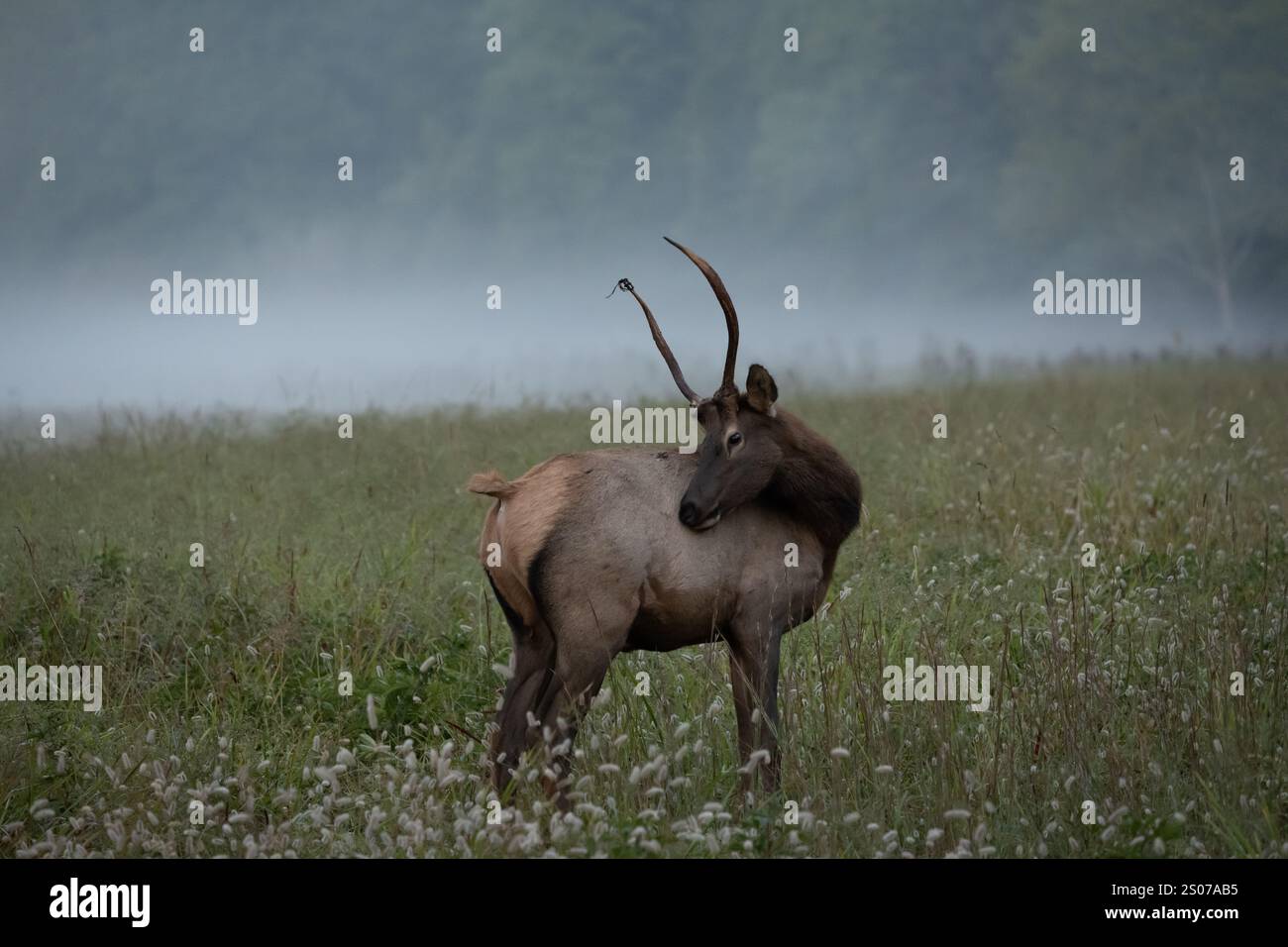 Spike Elk Twists Head To Scratch His Back in foggy field Stock Photo ...