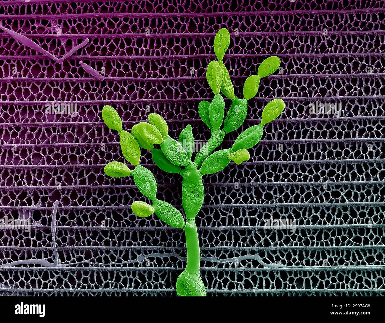 butterfly cactus - a fungus growing on butterfly wing scale Stock Photo ...