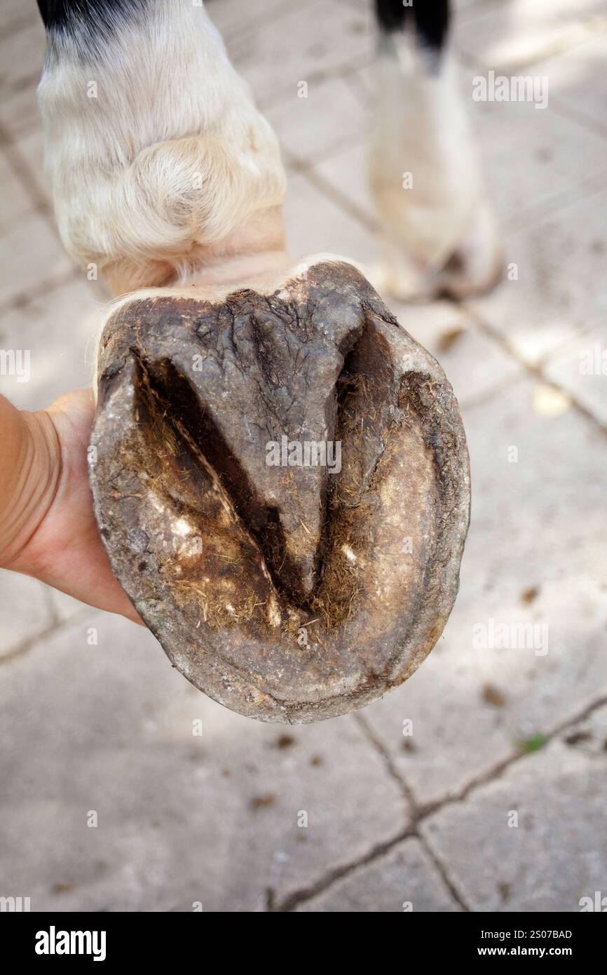 horse barefoot hoof under sole view Stock Photo - Alamy
