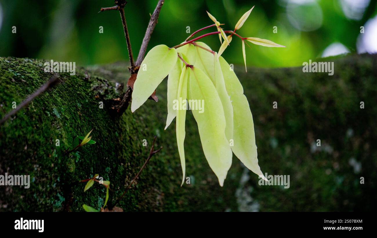Saraca asoca (ashoka tree, Pohon asoka) tree. In traditional Buddhist ...