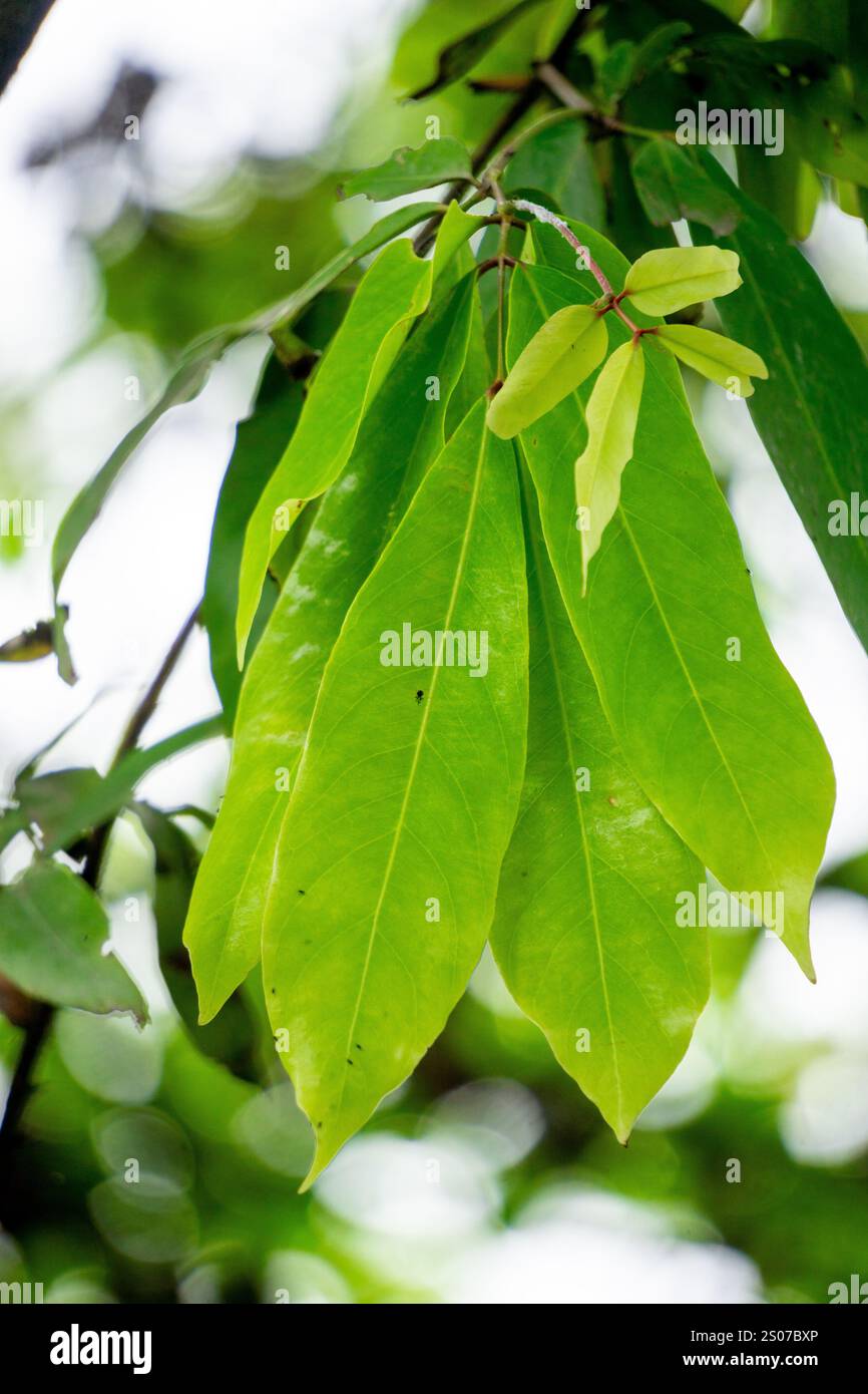 Saraca asoca (ashoka tree, Pohon asoka) tree. In traditional Buddhist ...
