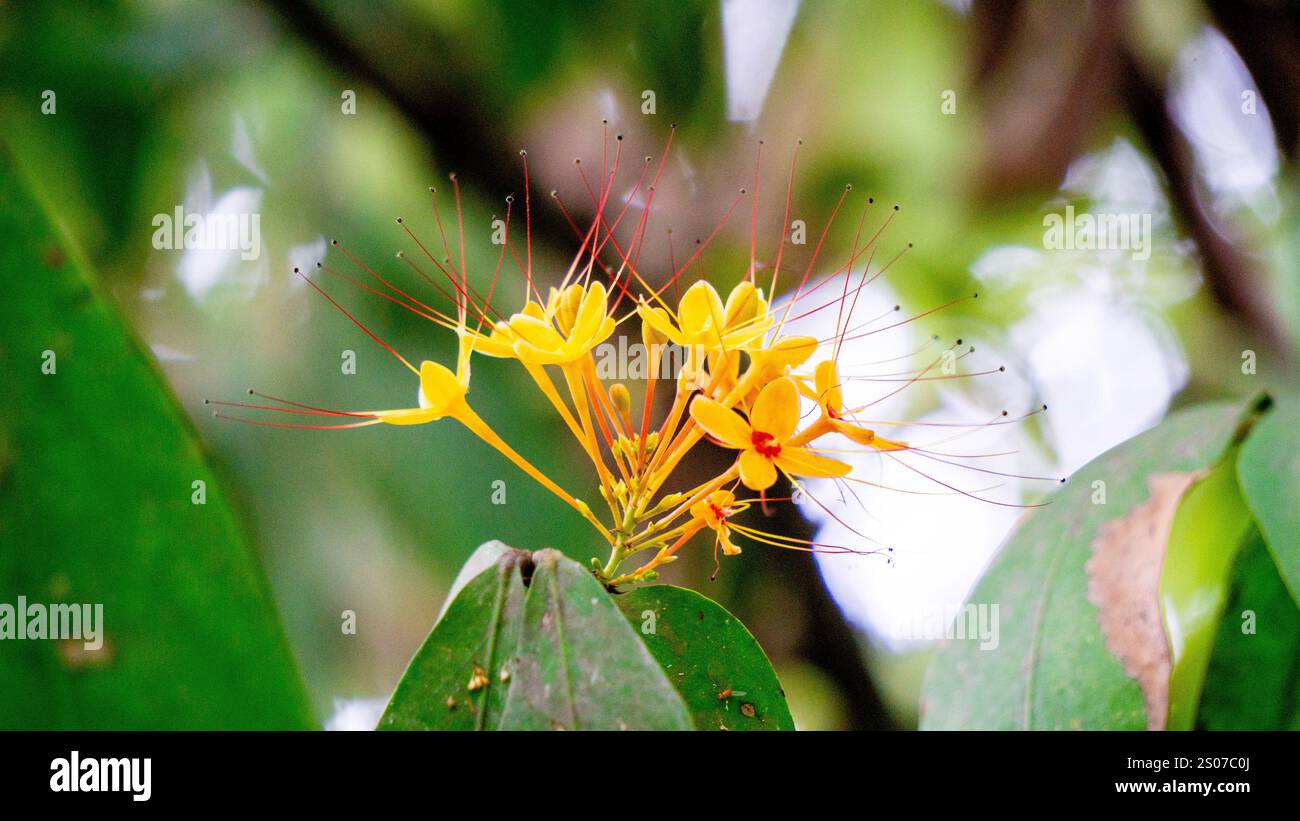 Saraca asoca (ashoka tree, Pohon asoka) tree. In traditional Buddhist ...