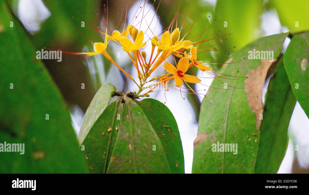 Saraca asoca (ashoka tree, Pohon asoka) tree. In traditional Buddhist ...