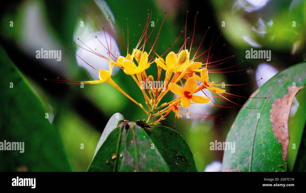 Saraca asoca (ashoka tree, Pohon asoka) tree. In traditional Buddhist ...