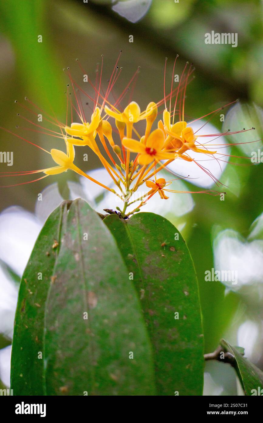 Saraca asoca (ashoka tree, Pohon asoka) tree. In traditional Buddhist ...