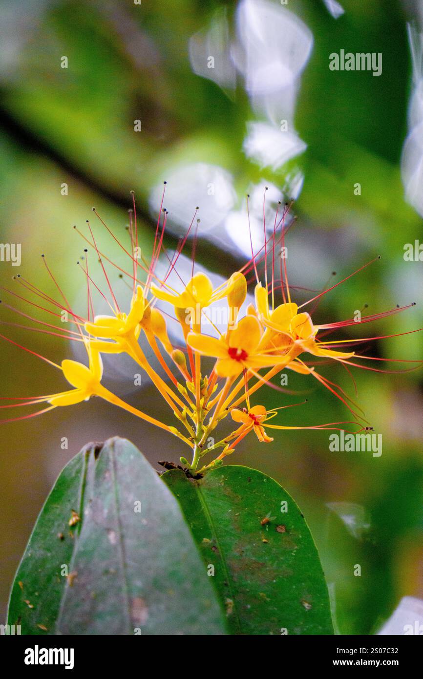 Saraca asoca (ashoka tree, Pohon asoka) tree. In traditional Buddhist ...
