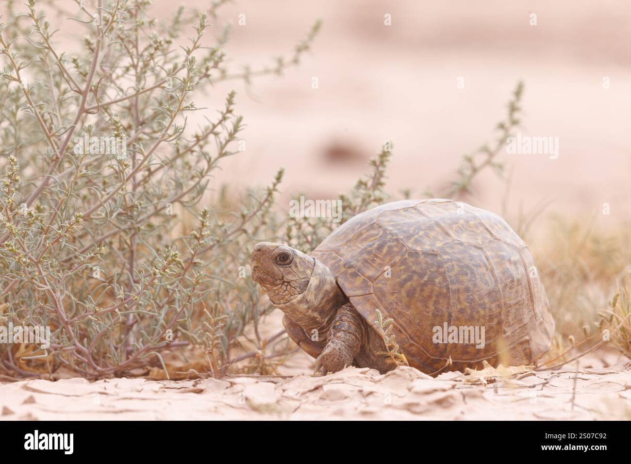 Female Desert Box Turtle, Socorro county, New Mexico, USA Stock Photo ...