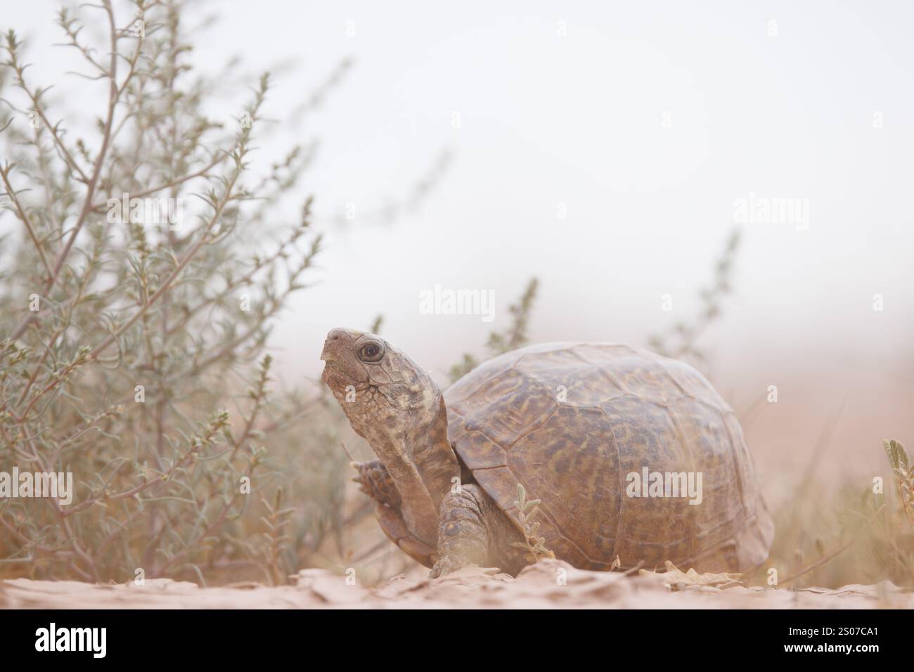Female Desert Box Turtle, Socorro county, New Mexico, USA Stock Photo ...