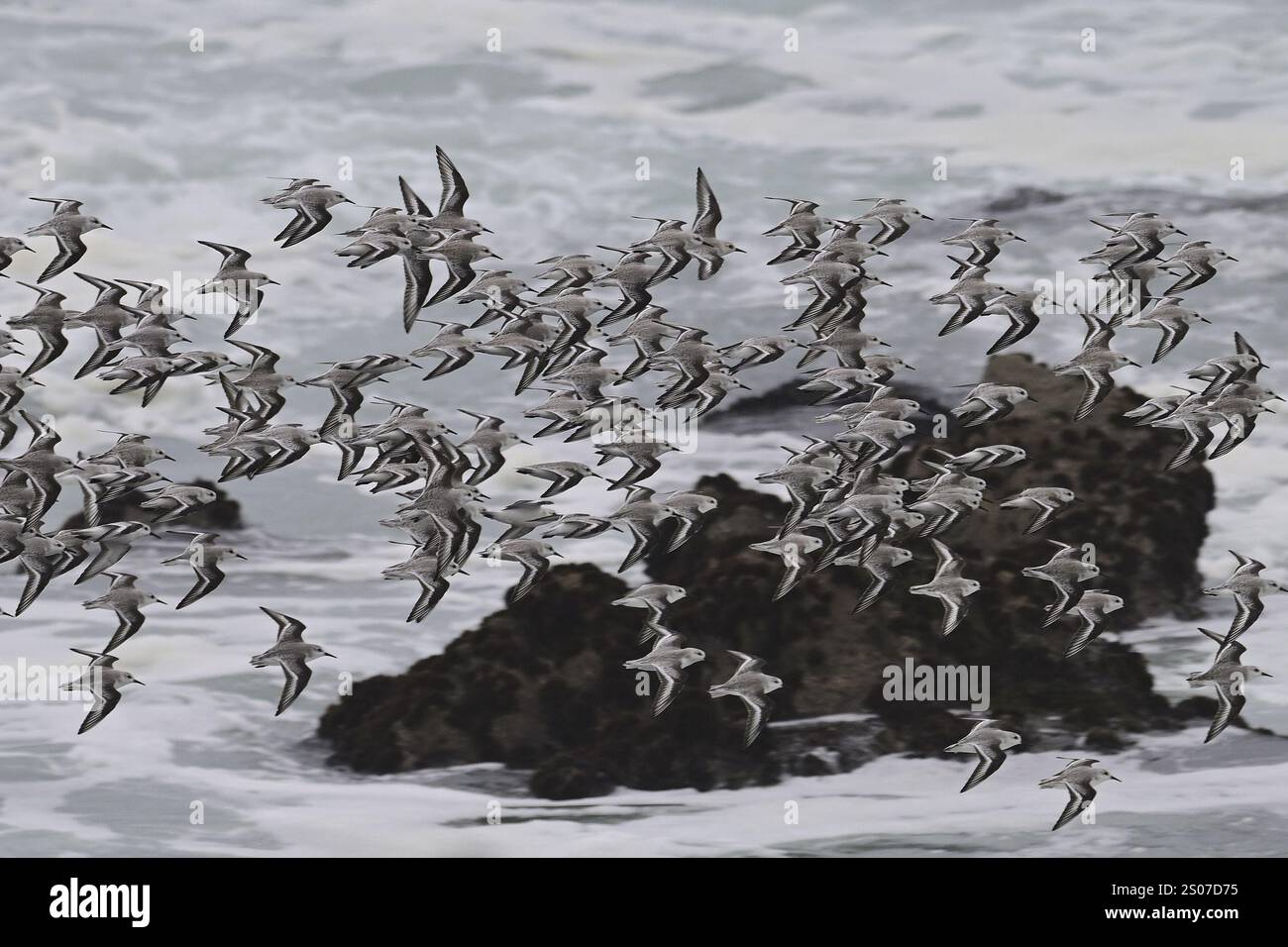 December 25, 2024, Pacific Grove, California, US: Sanderlings (Calidris ...