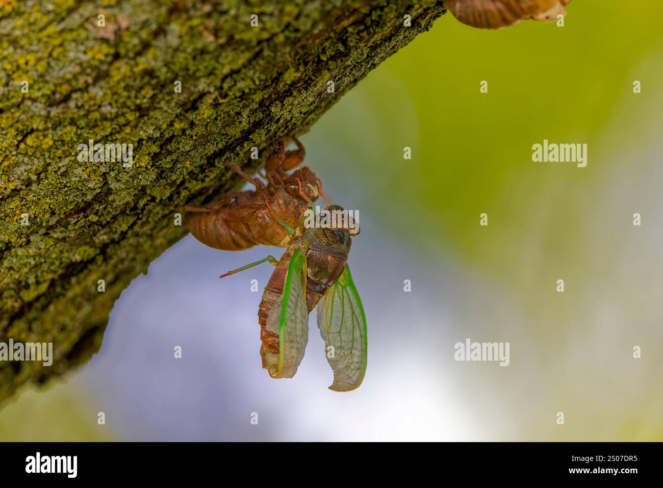 The dog-day cicada (Neotibicen canicularis). The final stage of the ...