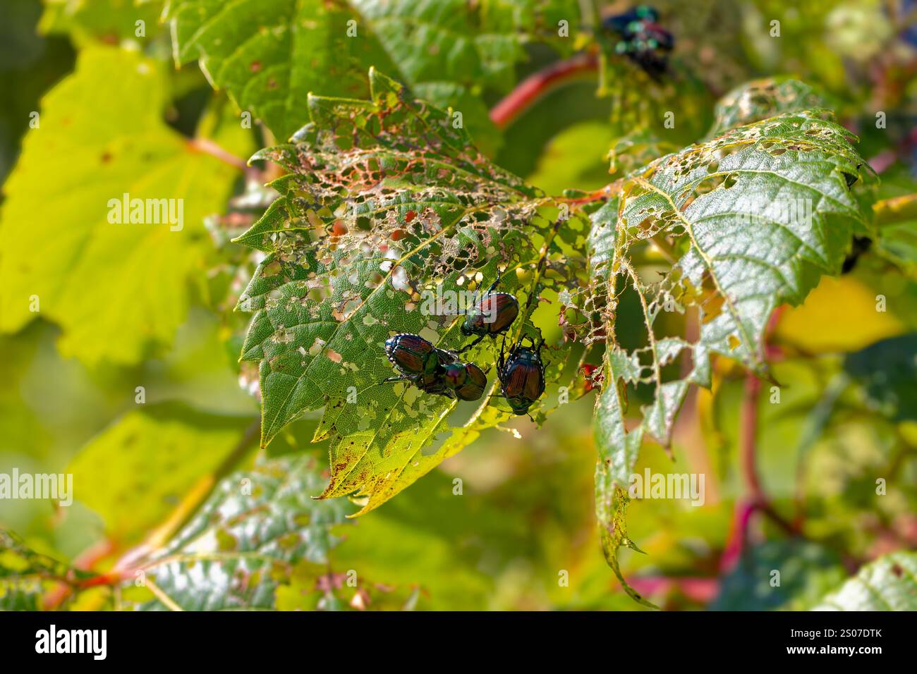 The Japanese beetle (Popillia japonica) is a species of scarab beetle ...