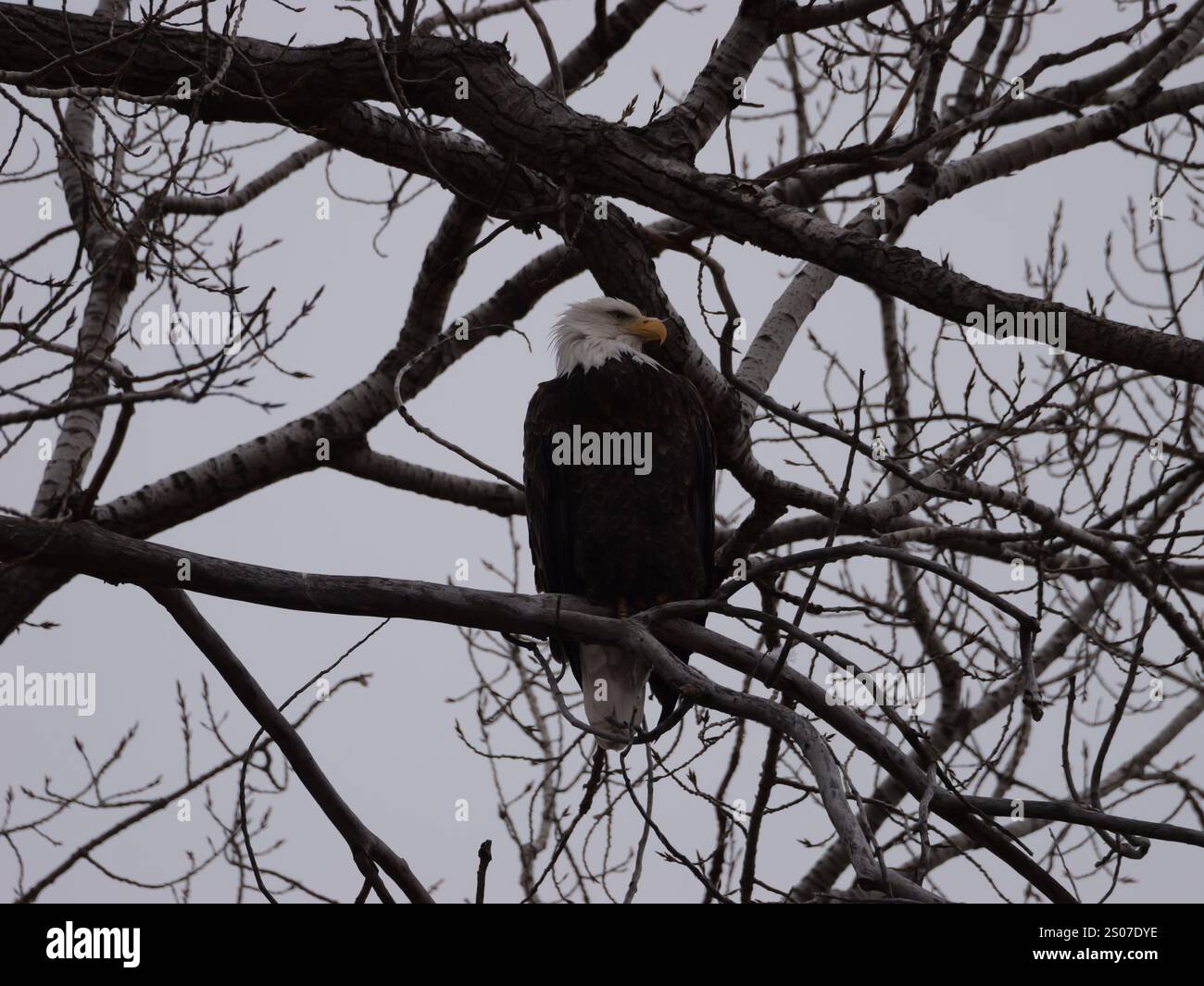 American Bald Eagles During Winter Migration in Missouri Stock Photo ...