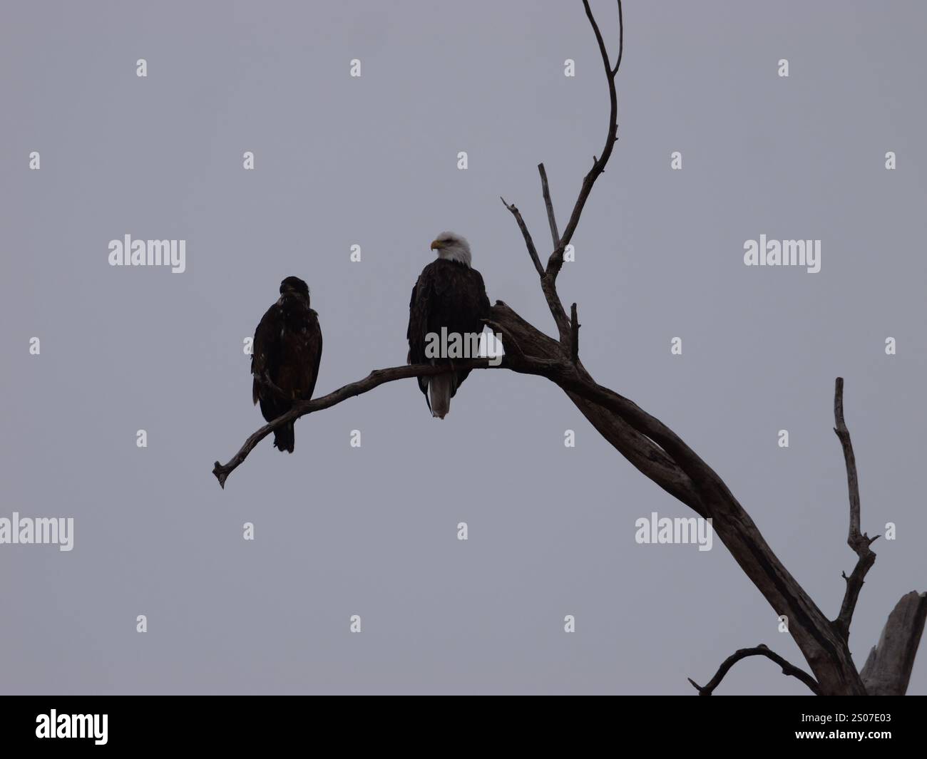 American Bald Eagles During Winter Migration in Missouri Stock Photo ...