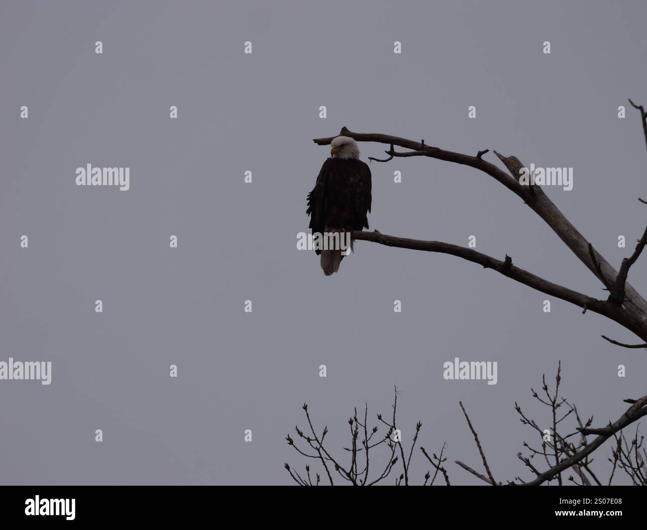 American Bald Eagles During Winter Migration in Missouri Stock Photo ...