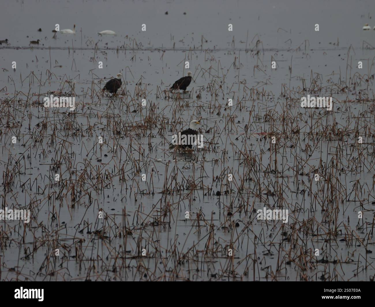 American Bald Eagles During Winter Migration in Missouri Stock Photo ...