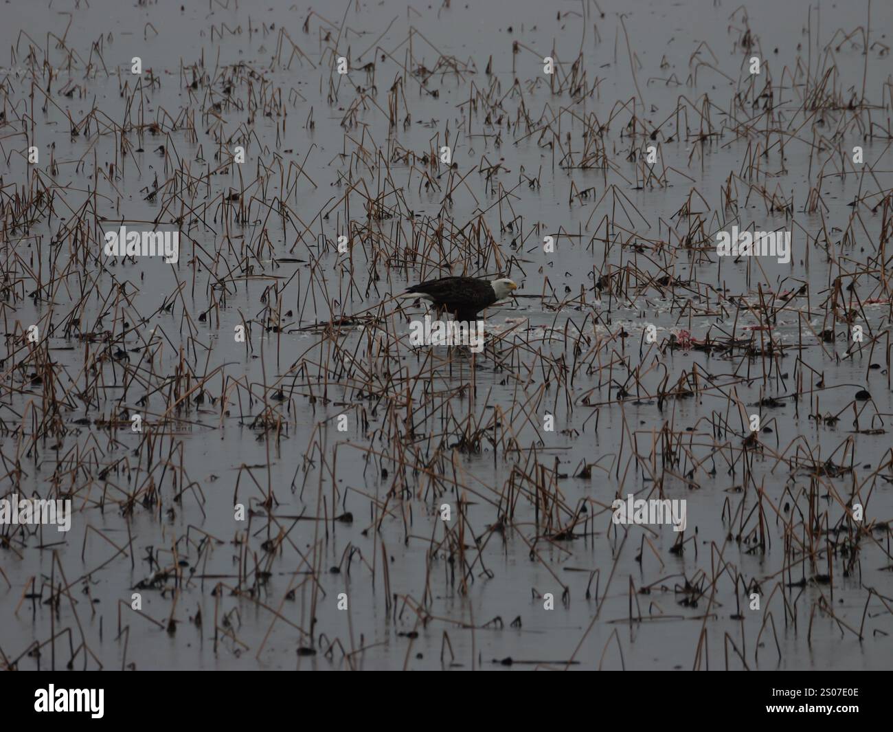 American Bald Eagles During Winter Migration in Missouri Stock Photo ...