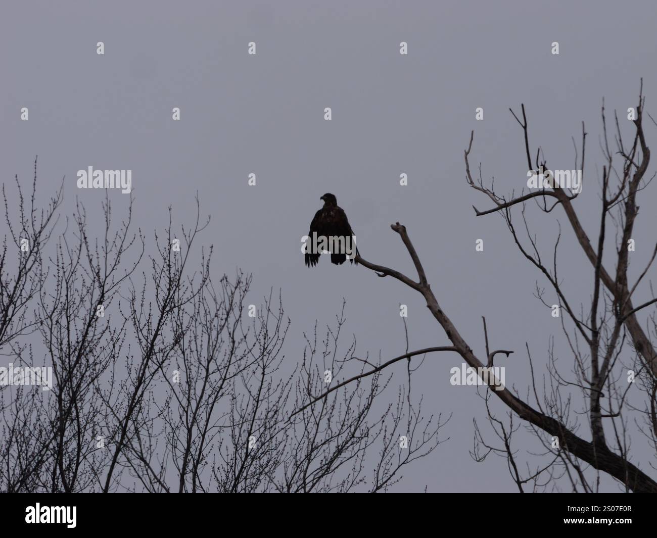 American Bald Eagles During Winter Migration in Missouri Stock Photo ...