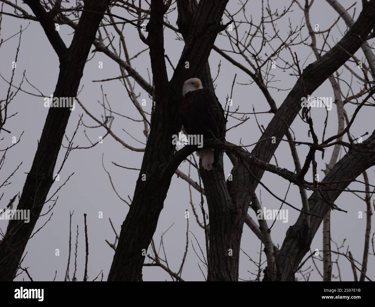 American Bald Eagles During Winter Migration in Missouri Stock Photo ...