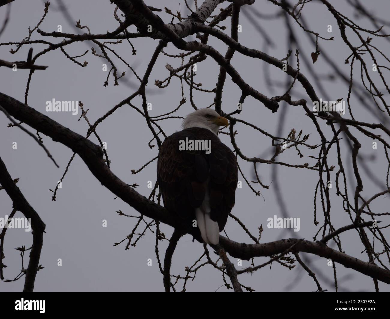 American Bald Eagles During Winter Migration in Missouri Stock Photo ...