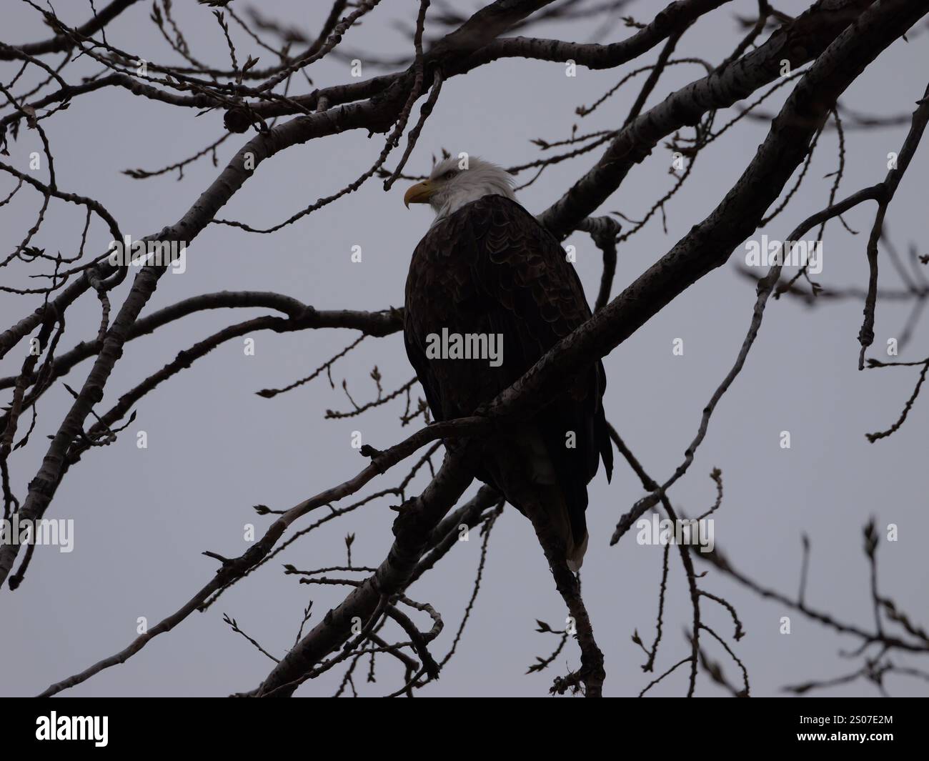 American Bald Eagles During Winter Migration in Missouri Stock Photo ...