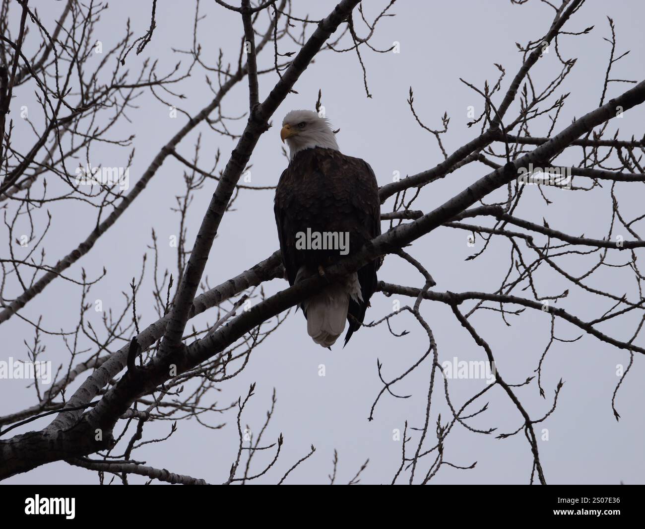 American Bald Eagles During Winter Migration in Missouri Stock Photo ...