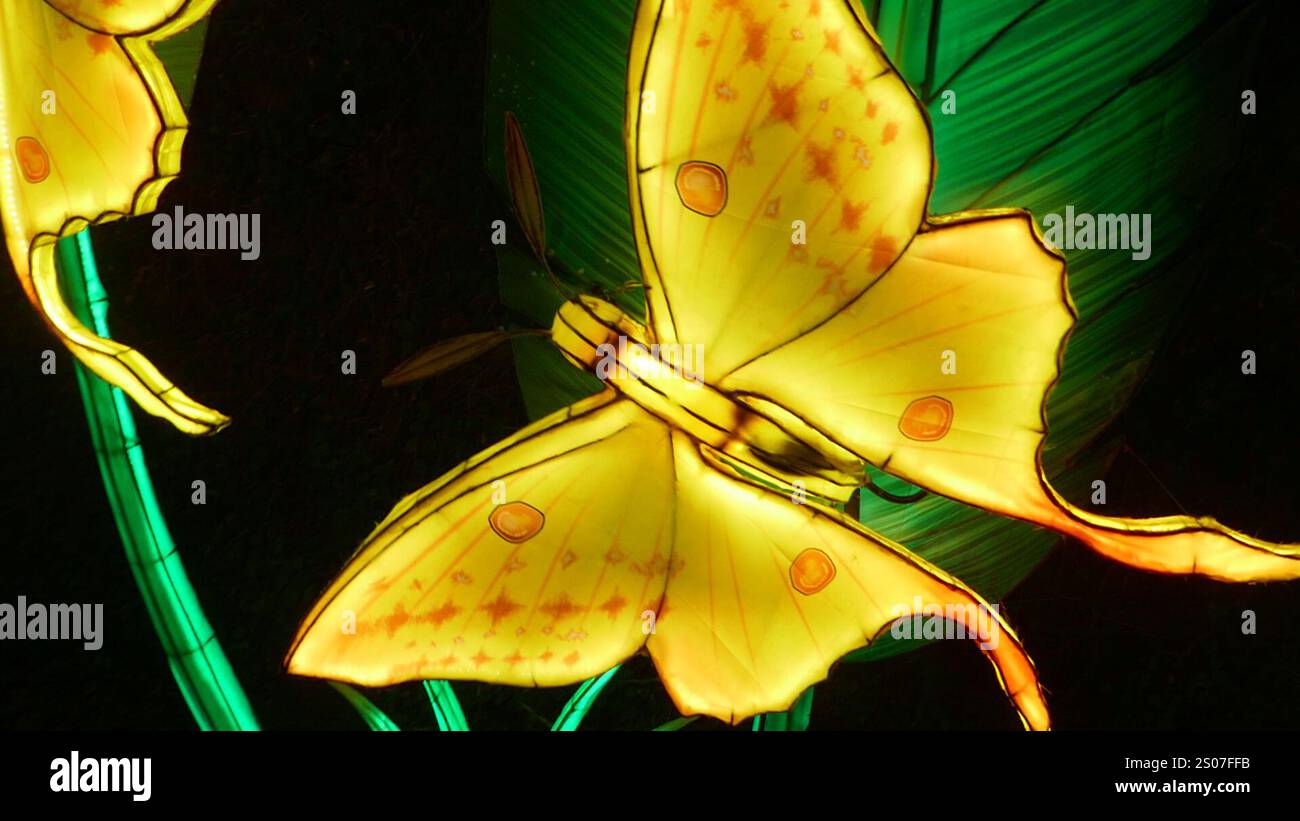 Los Angeles, California, USA 23rd December 2024 Zoo Lights Moth at LA ...