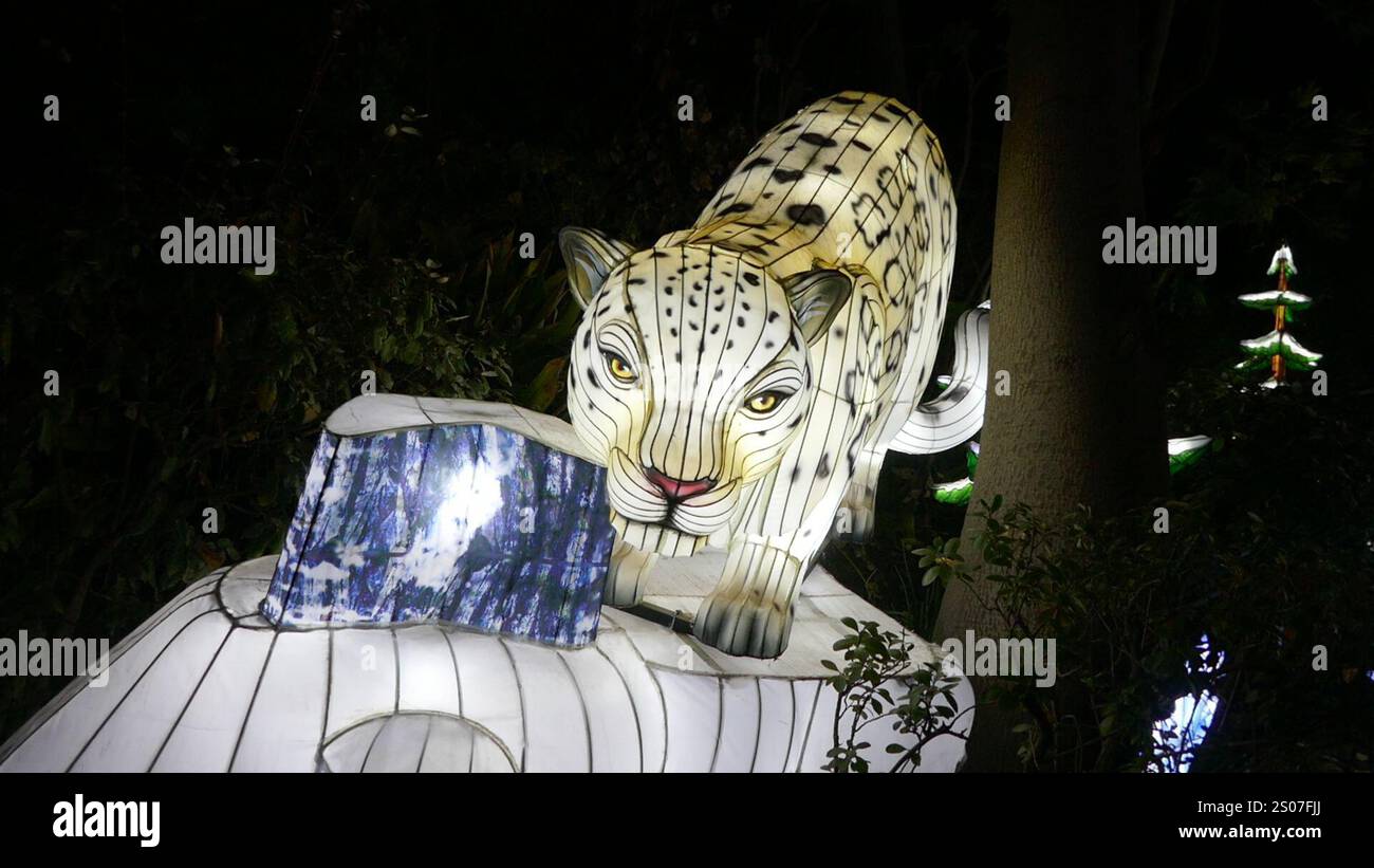 Los Angeles, California, USA 23rd December 2024 Zoo Lights Snow Leopard ...
