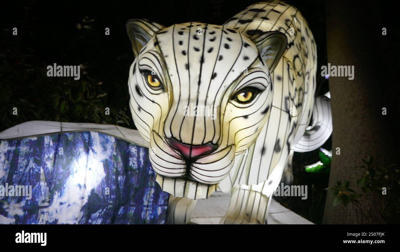 Los Angeles, California, USA 23rd December 2024 Zoo Lights Snow Leopard ...