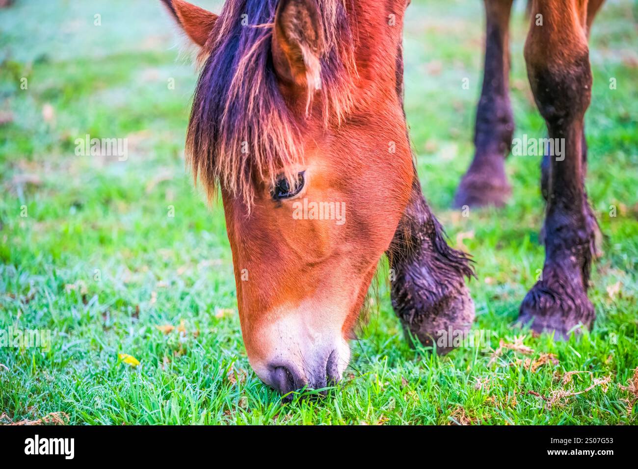 Running of the Horses is a horse muster at Glenworth Valley on the ...