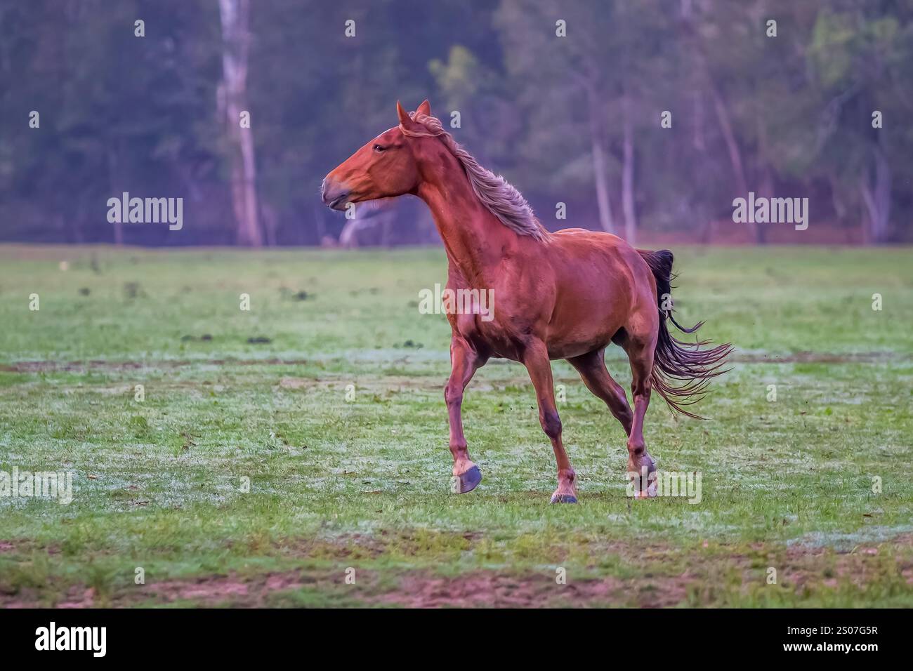 Running of the Horses is a horse muster at Glenworth Valley on the ...
