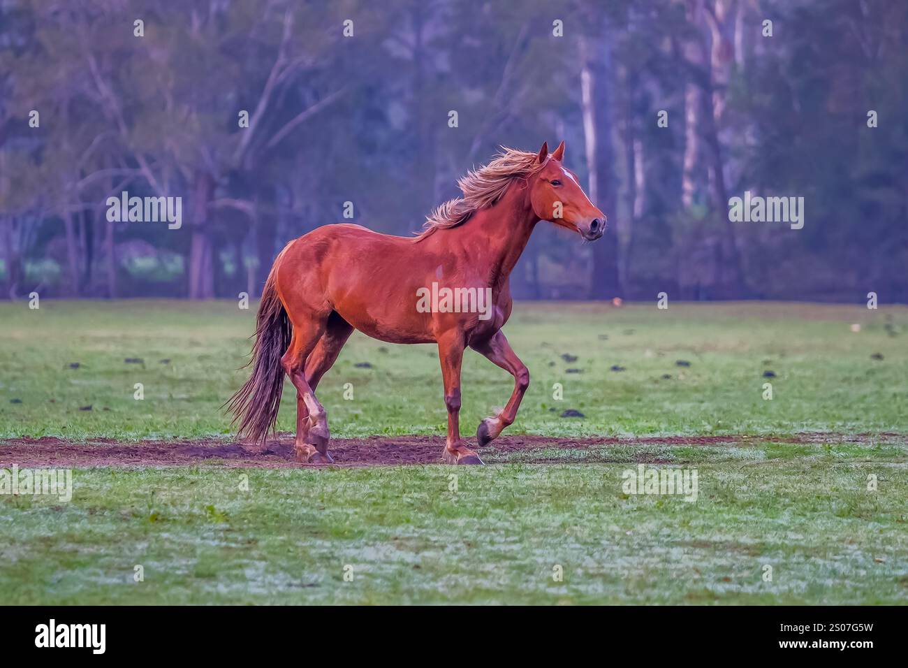 Running of the Horses is a horse muster at Glenworth Valley on the ...