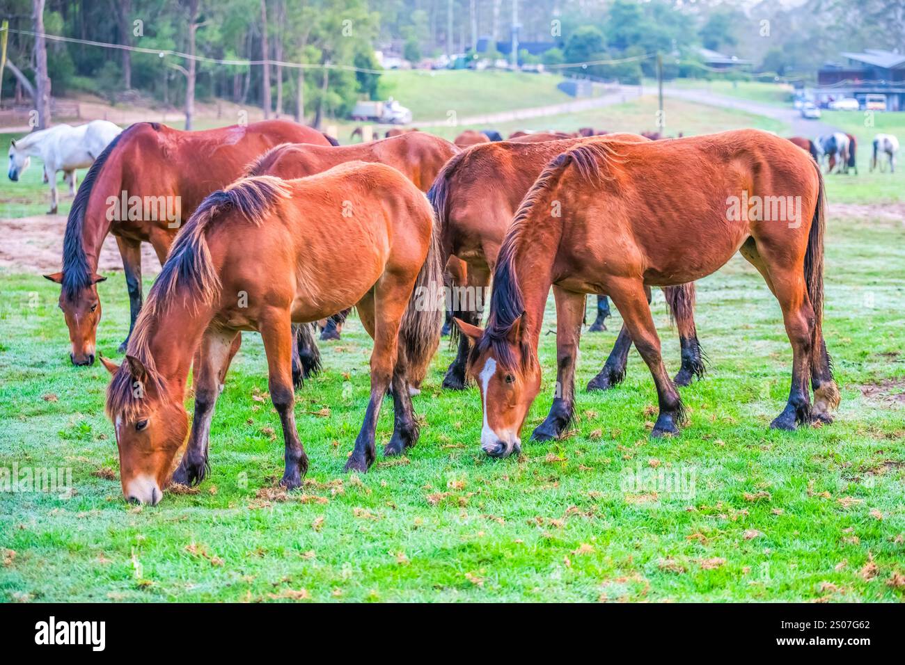 Running of the Horses is a horse muster at Glenworth Valley on the ...