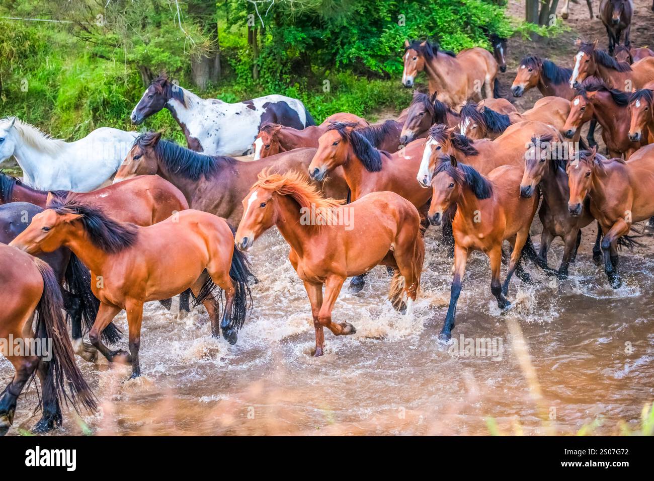 Running of the Horses is a horse muster at Glenworth Valley on the ...