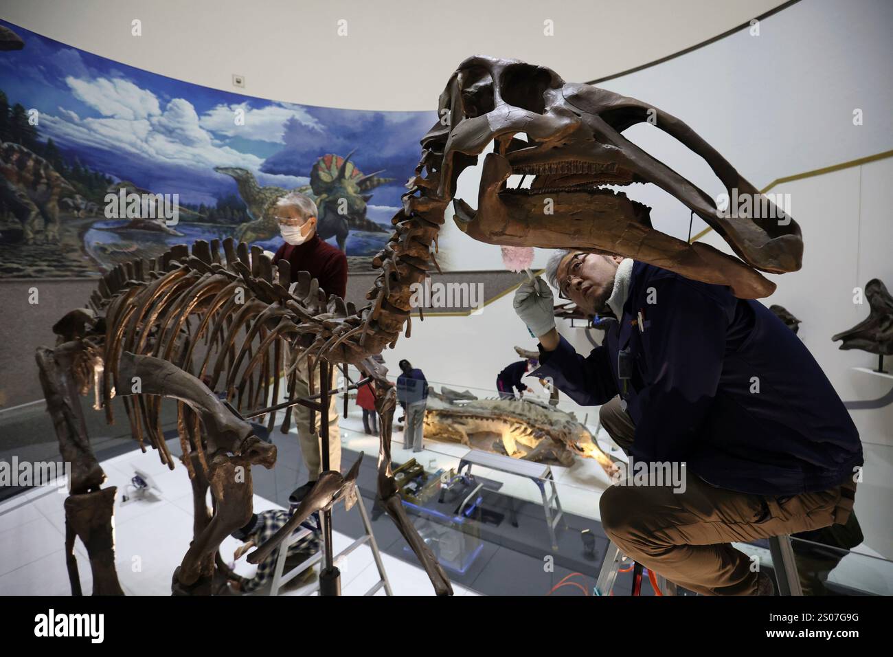 Dinosaur skeletons specimens are cleaned as end-of-year general ...