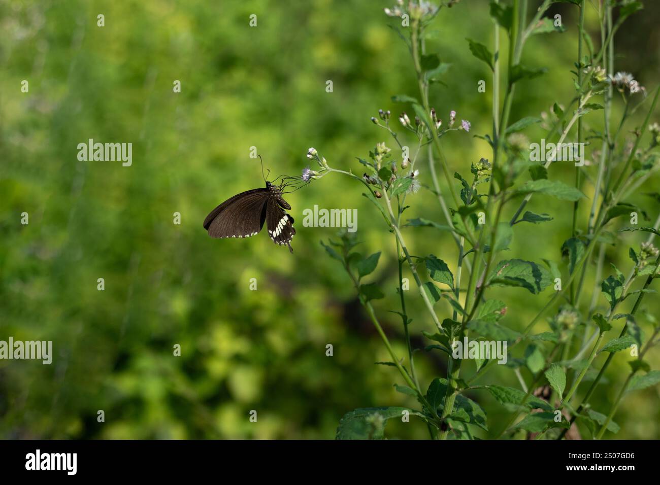 A black and white butterfly is collecting nectar from a purple flower ...