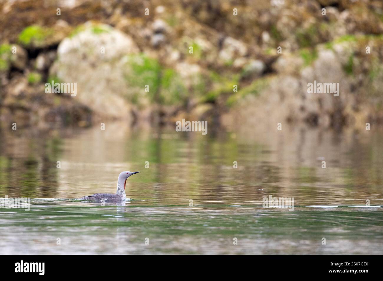 Smallest loon hi-res stock photography and images - Alamy