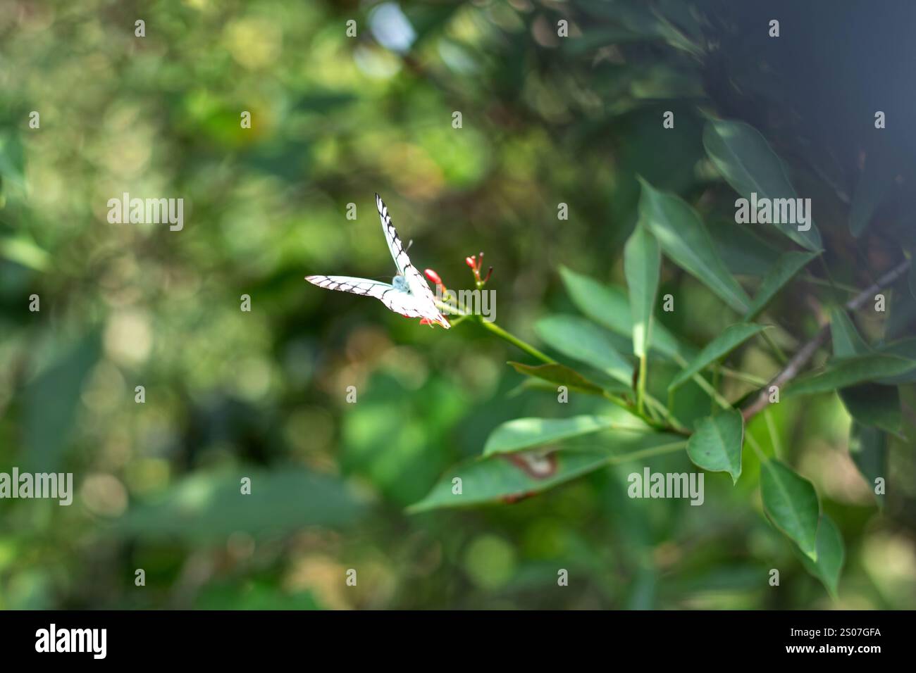A white butterfly is collecting nectar from a flower. Butterflies and ...