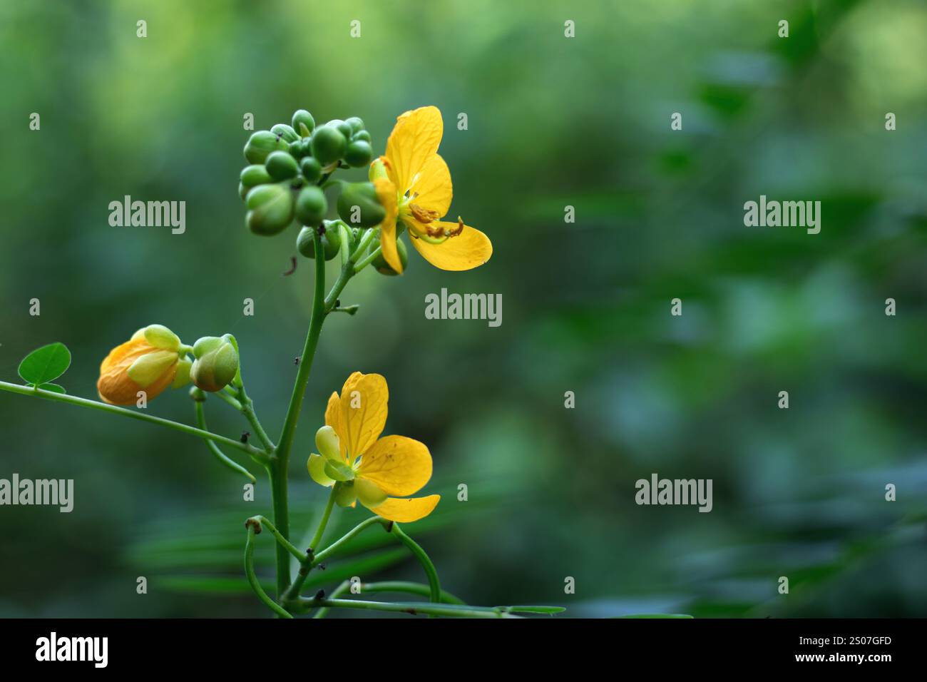 Antbush hi-res stock photography and images - Alamy