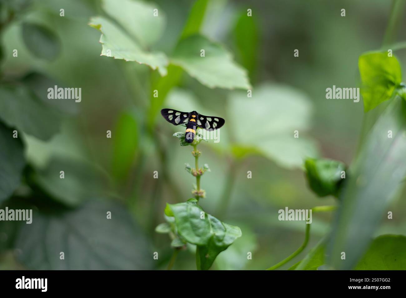 Black butterfly on green branch. There are over ten thousand species of ...